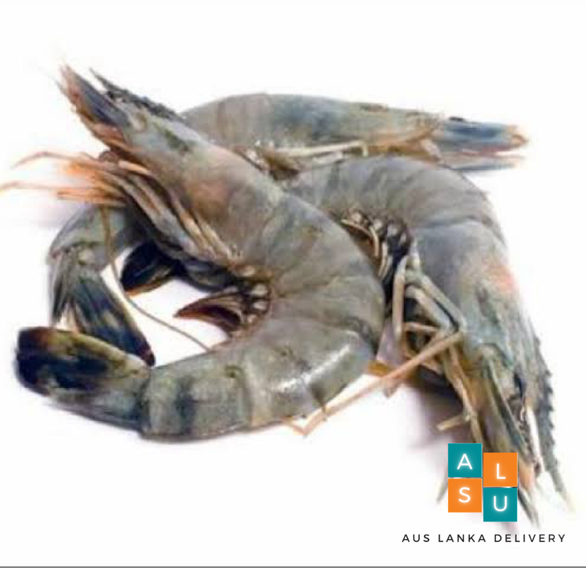 Fresh Prawn Medium 1kg – Aus Lanka Delivery